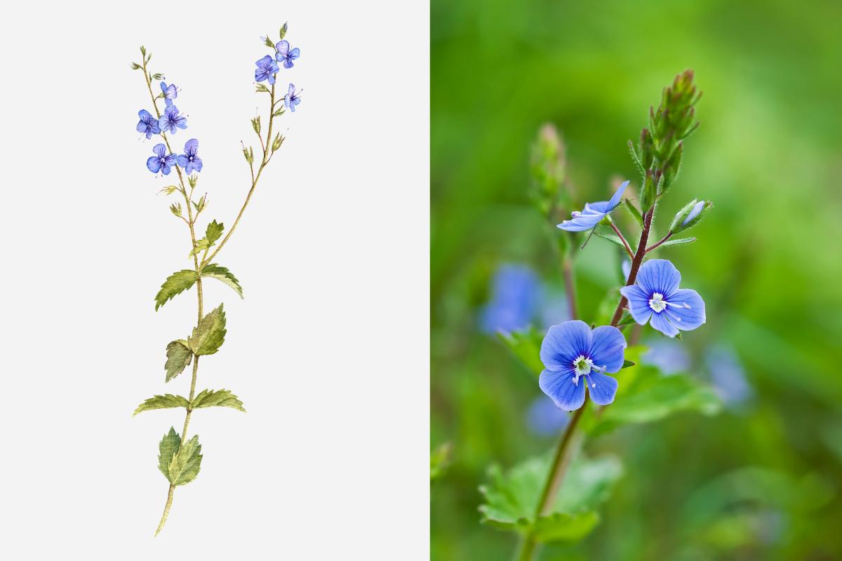 Bouřka: kytka jménem rozrazil rezekvítek | Příroda do kapsy.cz