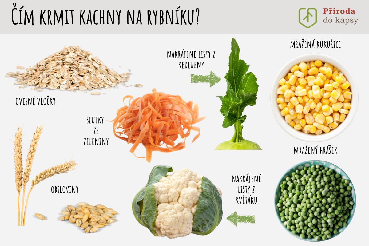 Čím krmit divoké kachny a labutě na rybníku? | Příroda do kapsy.cz