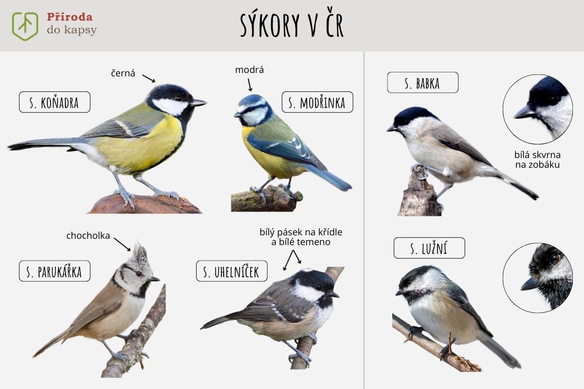 Poznáte všechny druhy sýkorek žijící v ČR? | Příroda do kapsy.cz