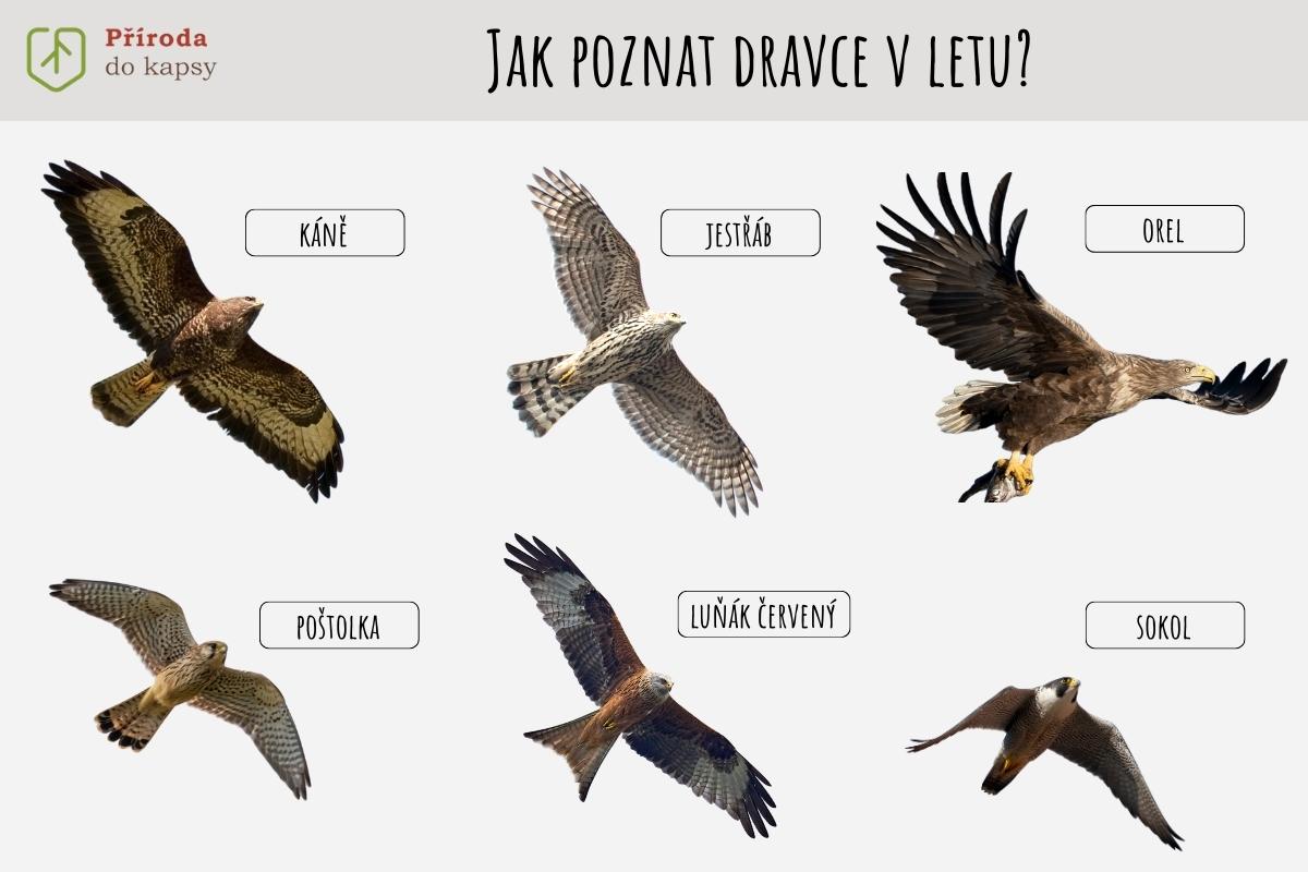 Jak poznat naše dravce v letu? | Příroda do kapsy.cz