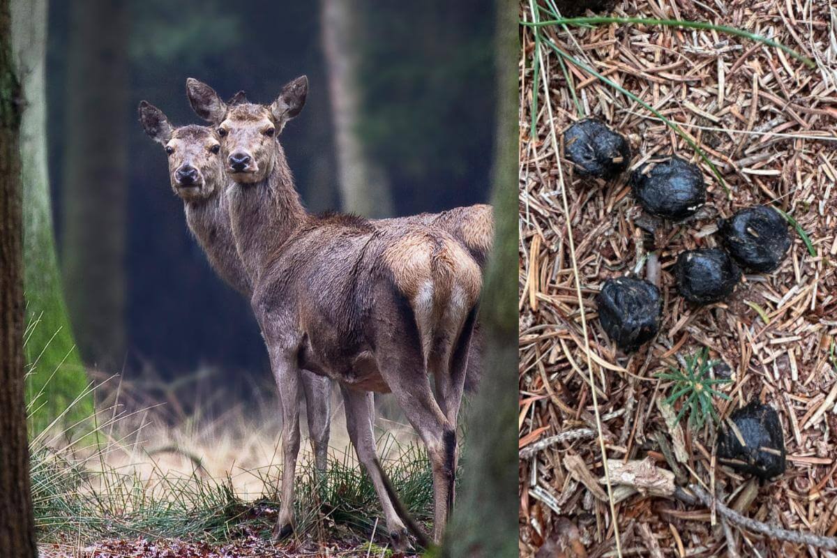Jak poznat zvíře podle trusu? | Příroda do kapsy.cz