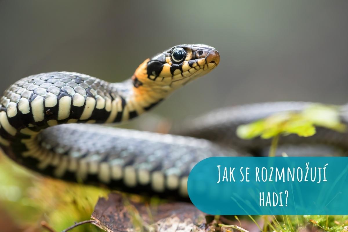 Jak se rozmnožují hadi? - Příroda do kapsy.cz