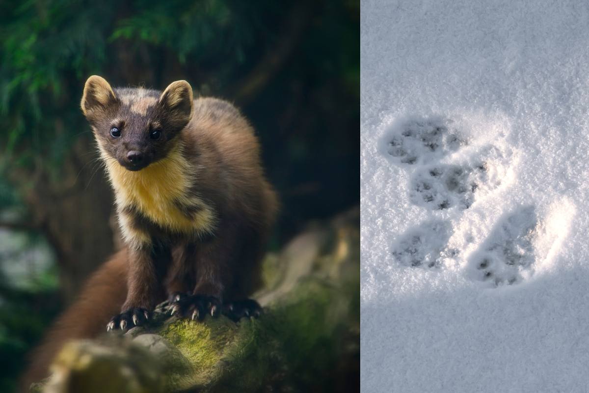 Jak vypadá stopa kuny a kde ji hledat? | Příroda do kapsy.cz