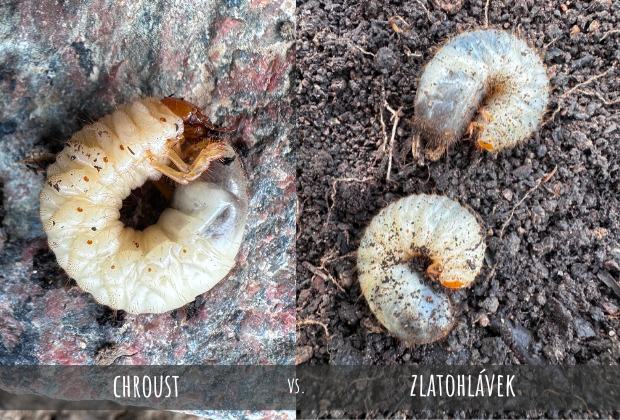 Jak rozpoznat larvy chroustů od larvy zlatohlávka? | Příroda do kapsy.cz