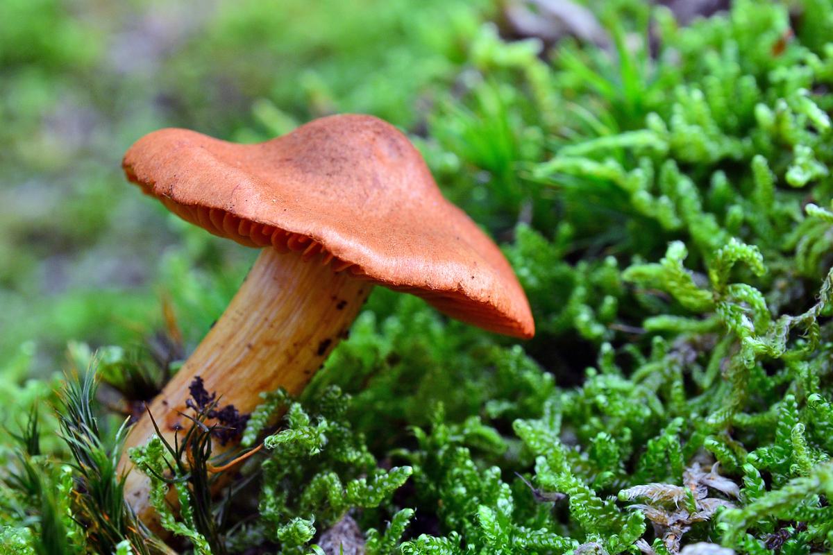 Znáte nejjedovatější houbu v ČR? | Příroda do kapsy.cz