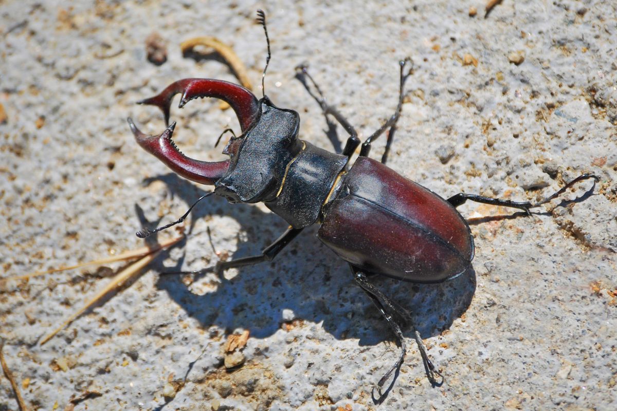 Největší brouci v ČR: jak je poznat a kde je najít? | Příroda do kapsy.cz