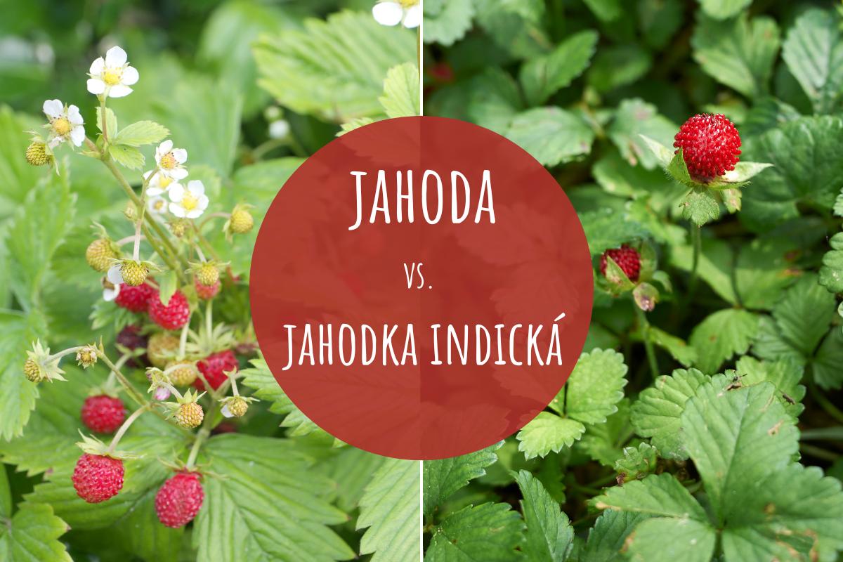 Je jahodka indická jedovatá?- Příroda do kapsy.cz