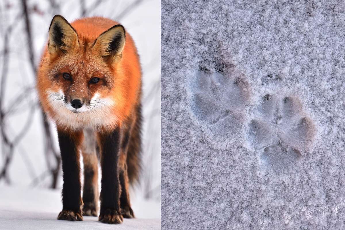 Stopa lišky: jak ji poznat a kde ji v přírodě hledat? | Příroda do kapsy.cz