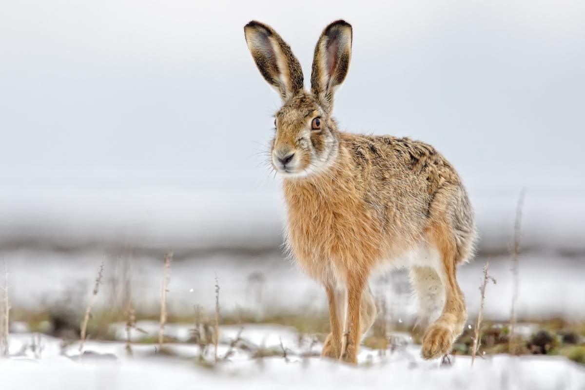 Co nám mohou prozradit stopy zajíce? | Příroda do kapsy.cz