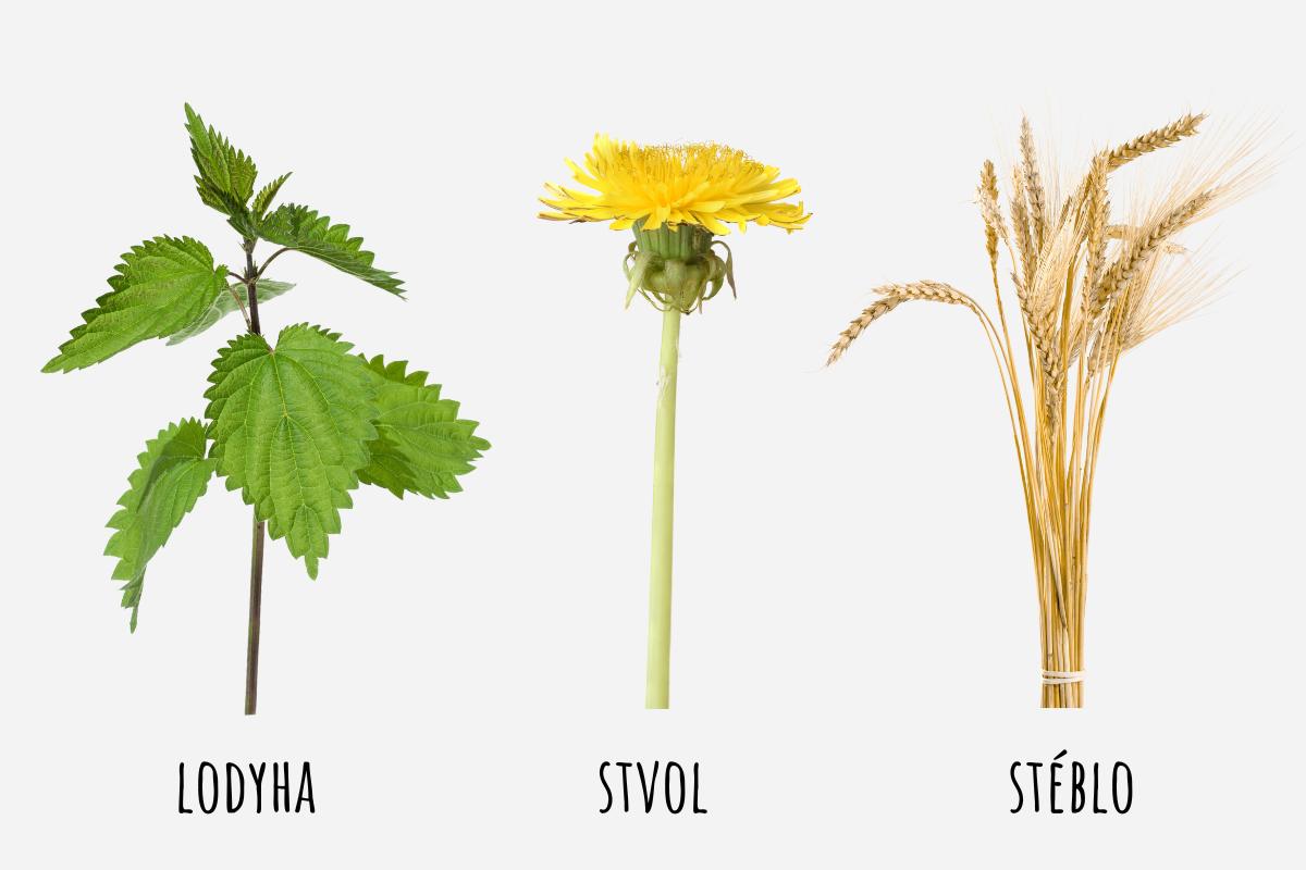 Lodyha, stvol, stéblo: víte jaký je mezi nimi rozdíl? | Příroda do kapsy.cz